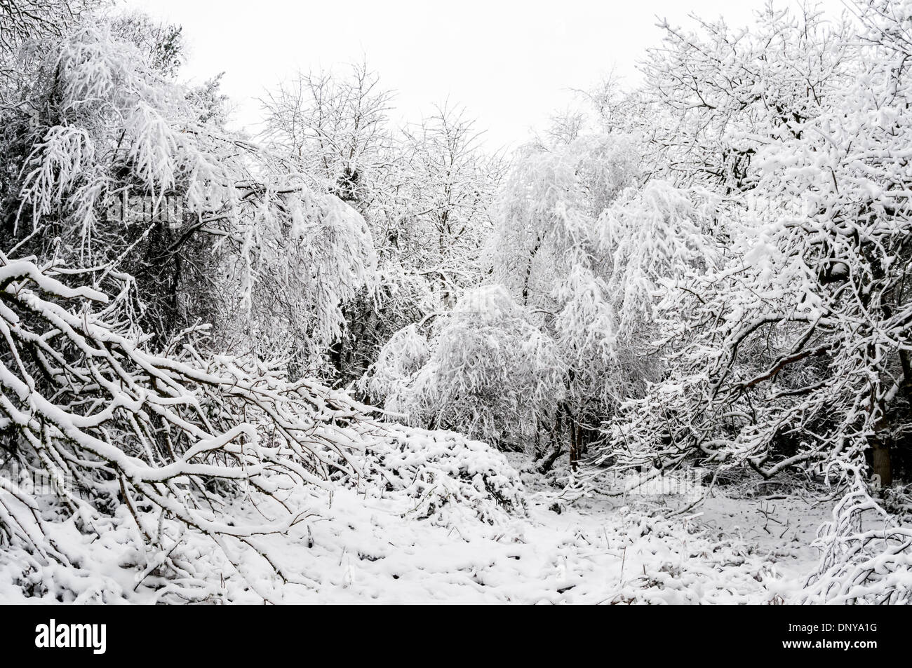 Snow ladened trees, Winter 2012 Stock Photo - Alamy