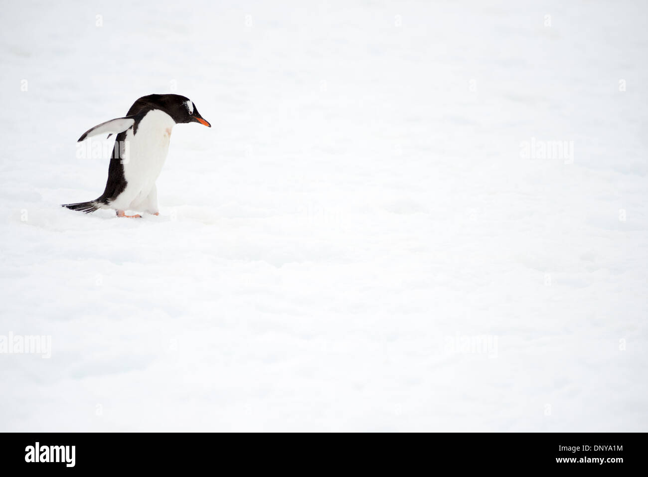 Gentoo Penguin On Snow Petermann Island Antarctica // PETERMANN ISLAND ...