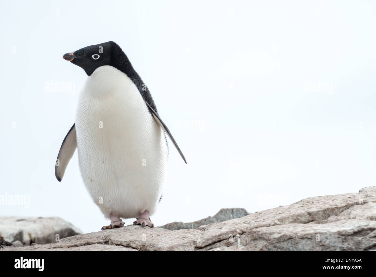 Well known birds hi-res stock photography and images - Alamy