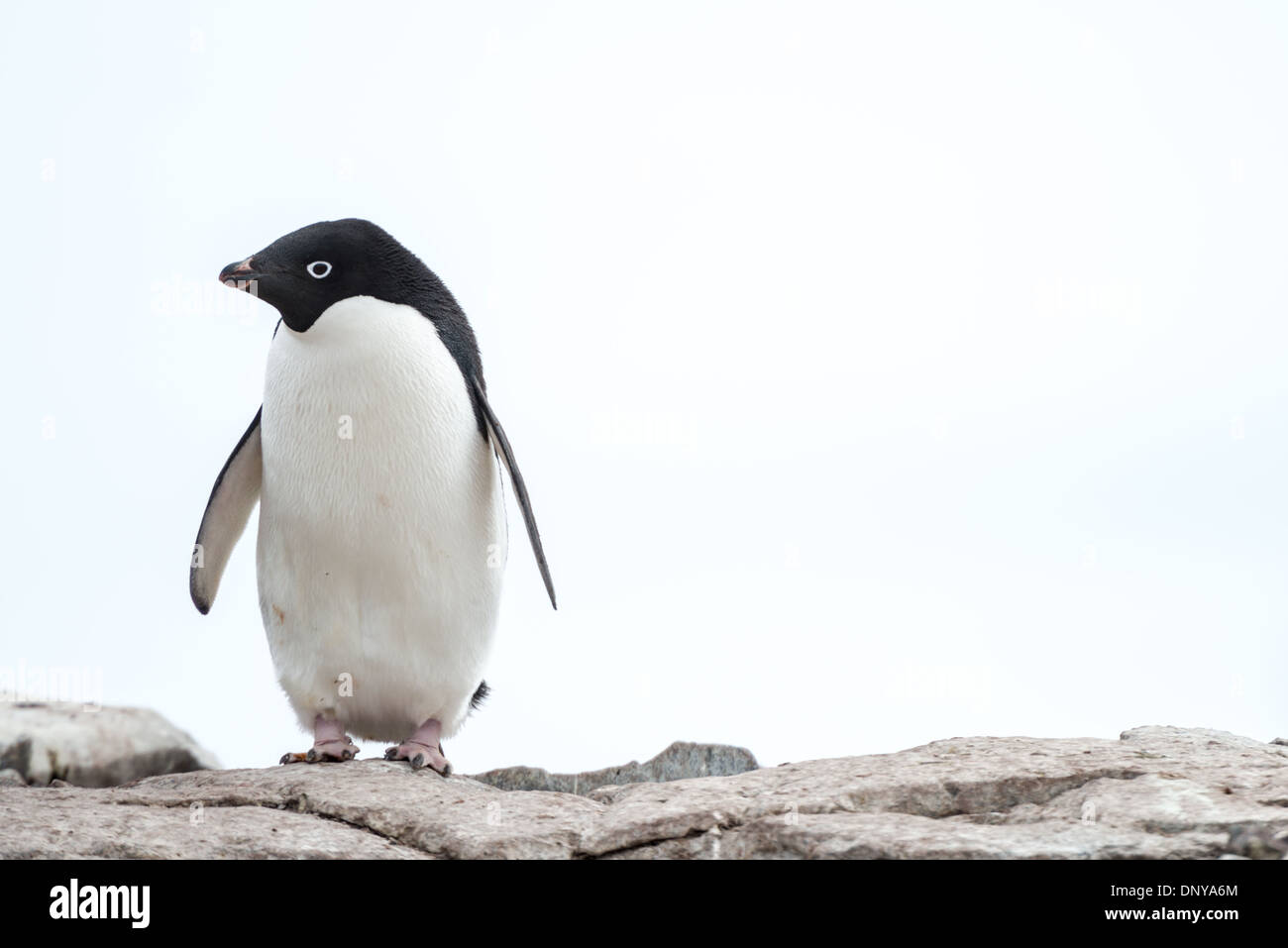 PETERMANN ISLAND, Antarctica — A group of Adelie penguins (Pygoscelis ...