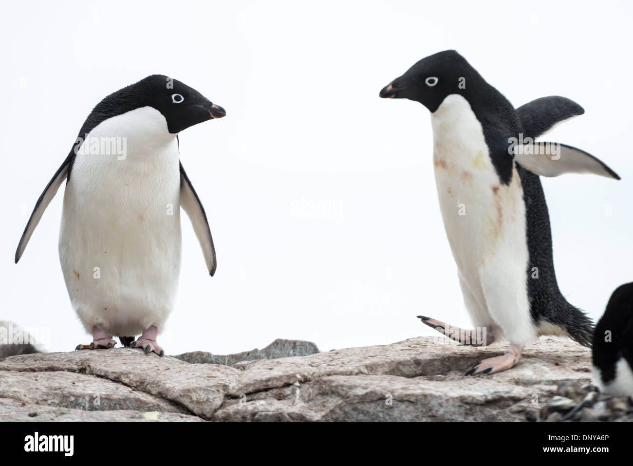 Penguins petermann island antarctica hi-res stock photography and ...