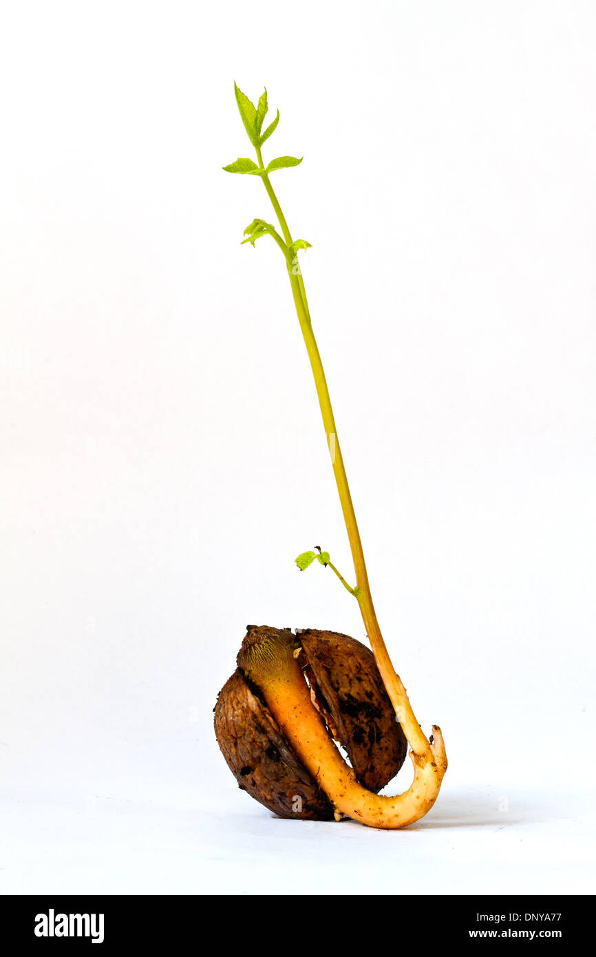 Walnut tree seedling hi-res stock photography and images - Alamy