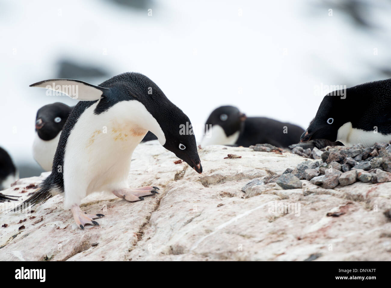 Penguins petermann island antarctica hi-res stock photography and ...