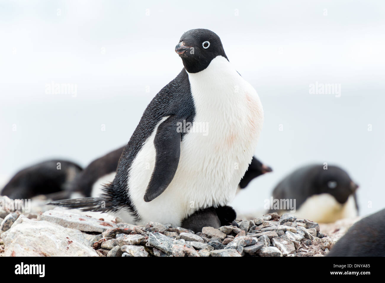 Petermann island antarctica hi-res stock photography and images - Alamy