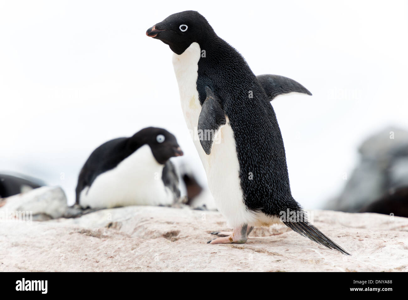 Penguins petermann island antarctica hi-res stock photography and ...
