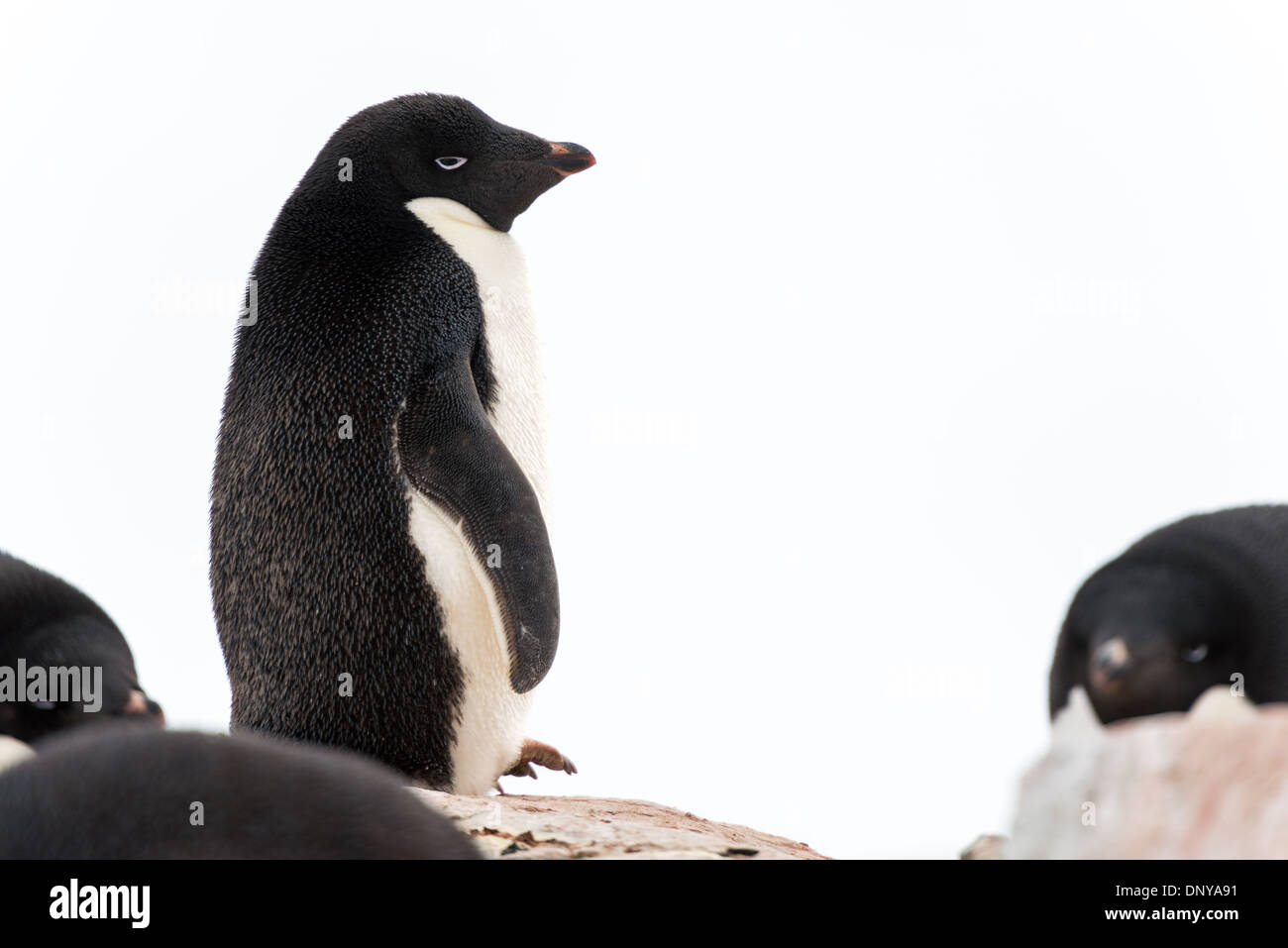 Nesting birds antarctica hi-res stock photography and images - Alamy