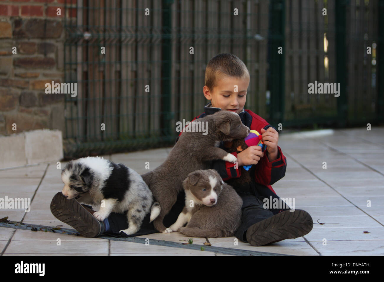 Dog Border Collie / a little boy playing with puppies in a breeding ...