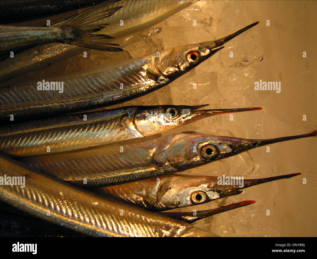 Jan 23, 2006; Tokyo, JAPAN; Unusual fish at Tsukiji Market, Tokyo ...