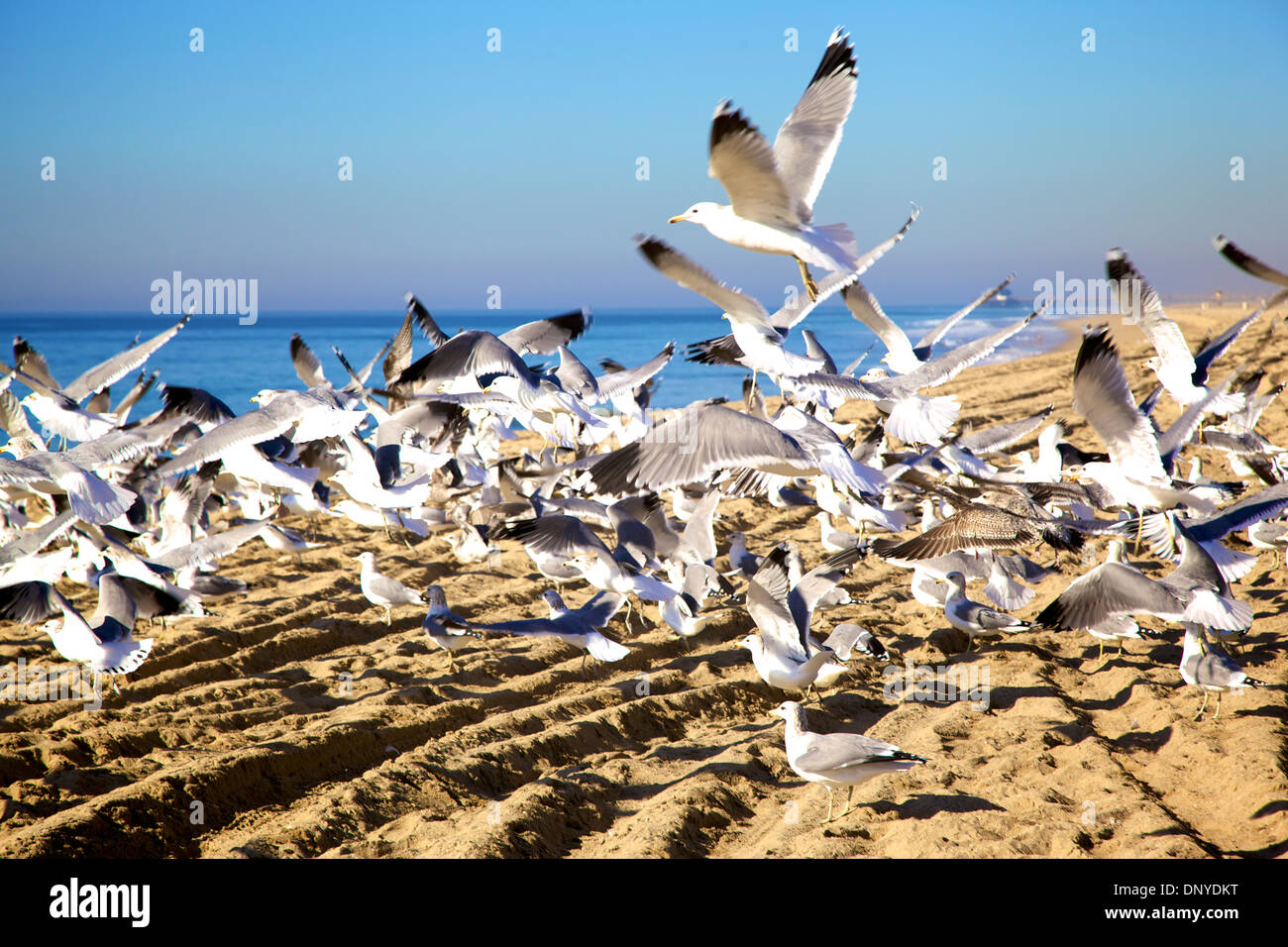 Action in nature hi-res stock photography and images - Alamy