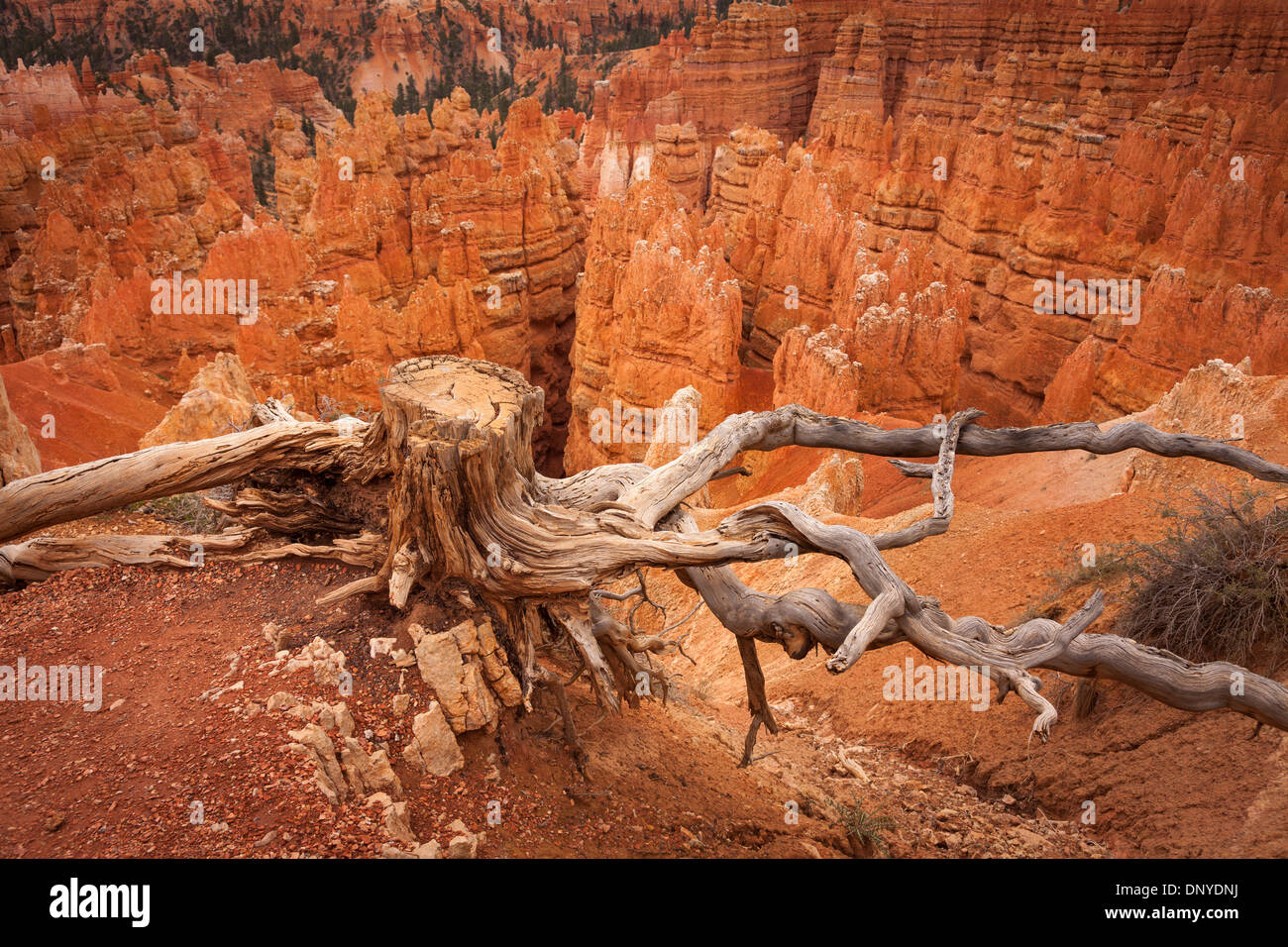 Tree roots and rocky landscape with hoodoos,Bryce Canyon,Utah,USA Stock ...