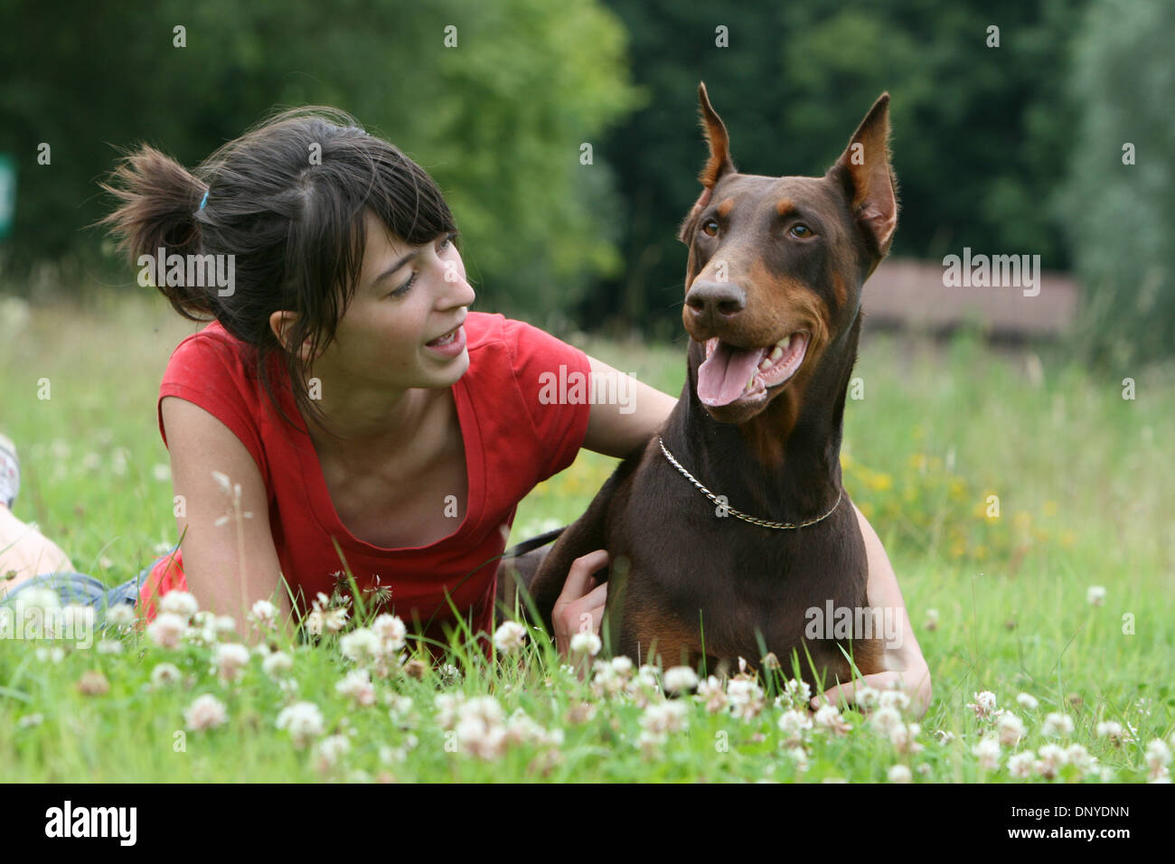Dog Dobermann / Doberman Pinscher and teenage girl lying in a field of ...