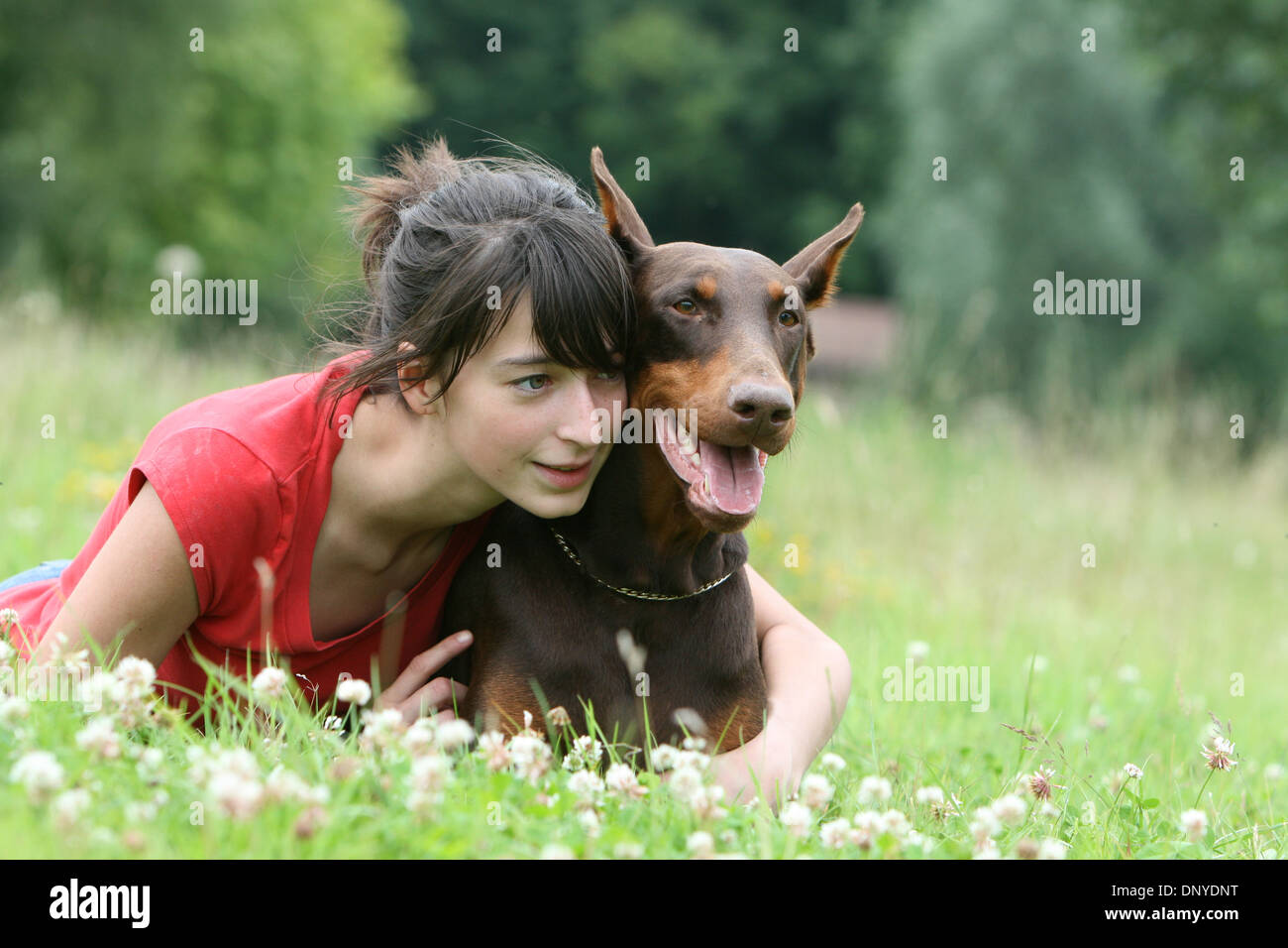 Dog Dobermann / Doberman Pinscher and teenage girl lying in a field of ...