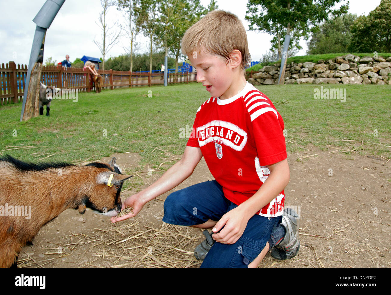 Boy feeding pygmy goat hi-res stock photography and images - Alamy