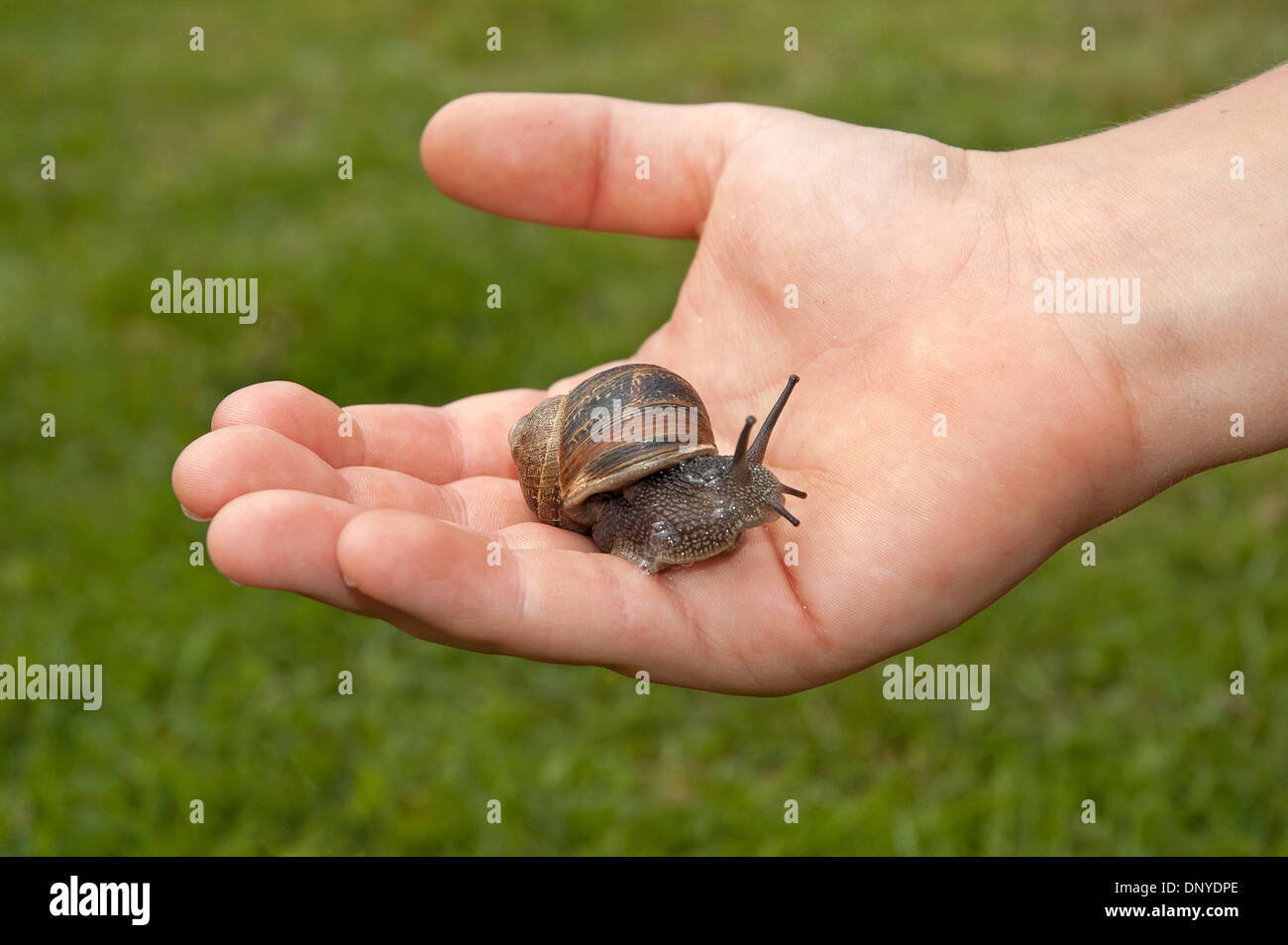 a child holding a common snail Stock Photo - Alamy