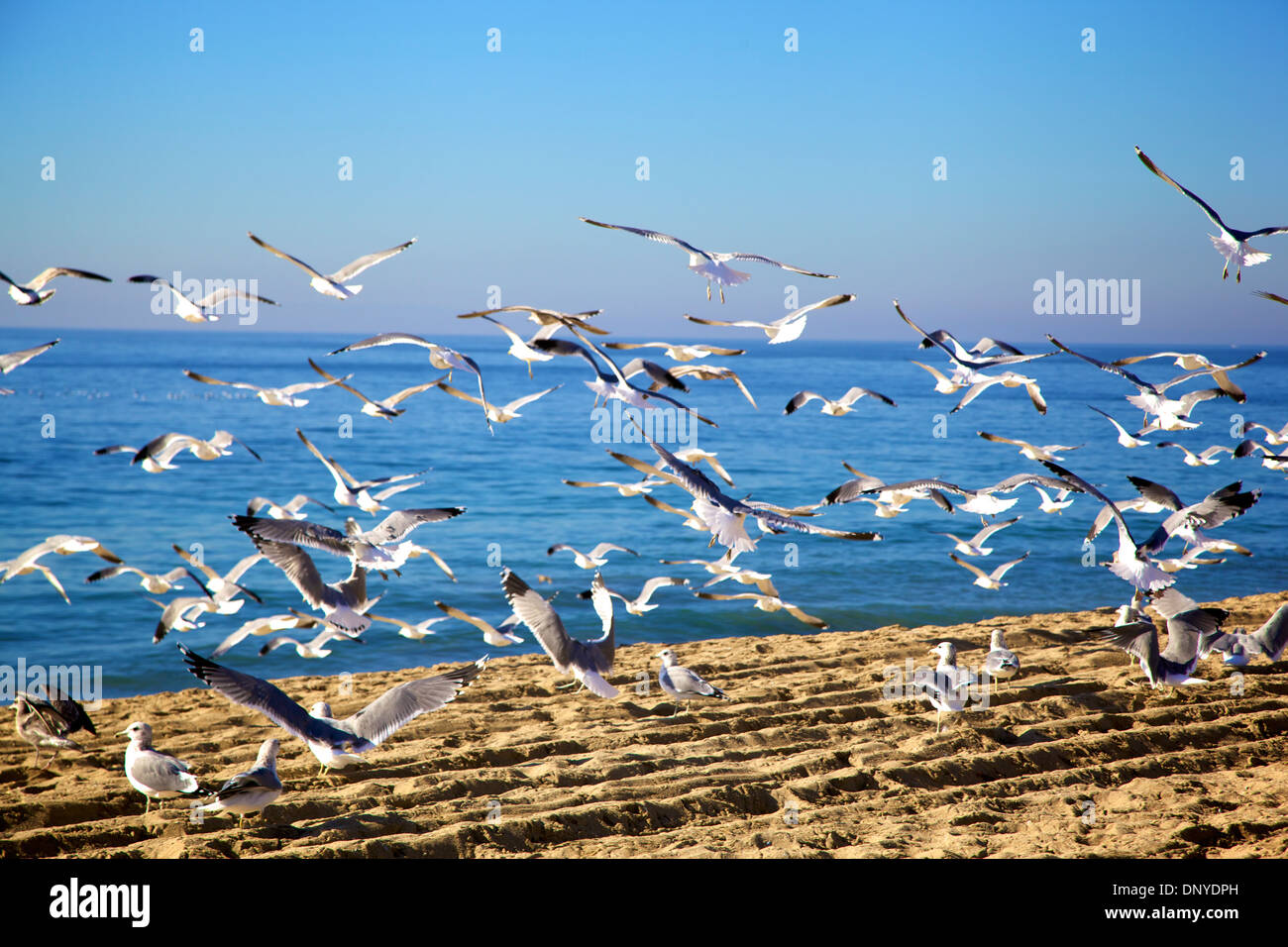 Action in nature hi-res stock photography and images - Alamy
