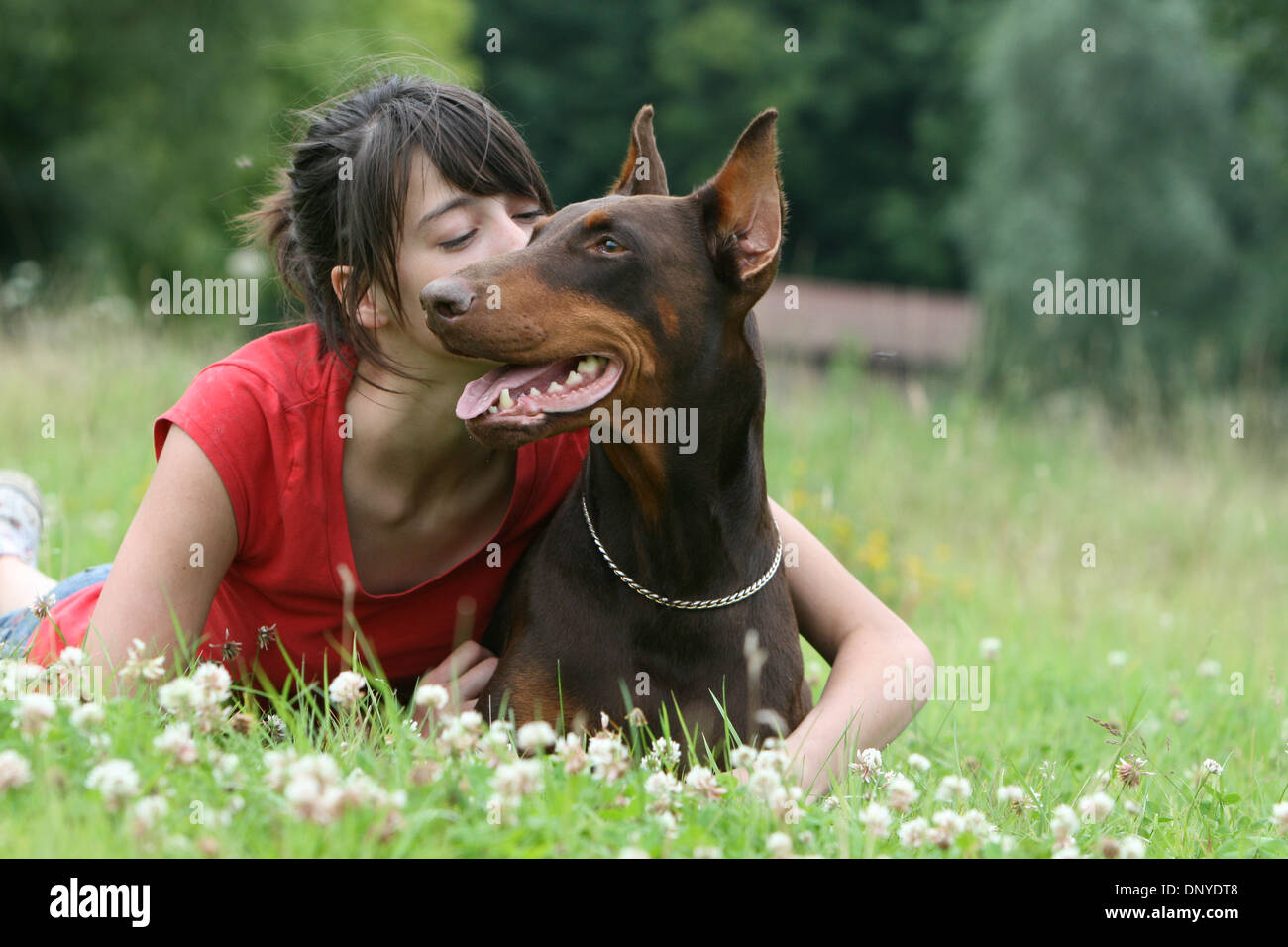 Dog Dobermann / Doberman Pinscher and teenage girl lying in a field of ...