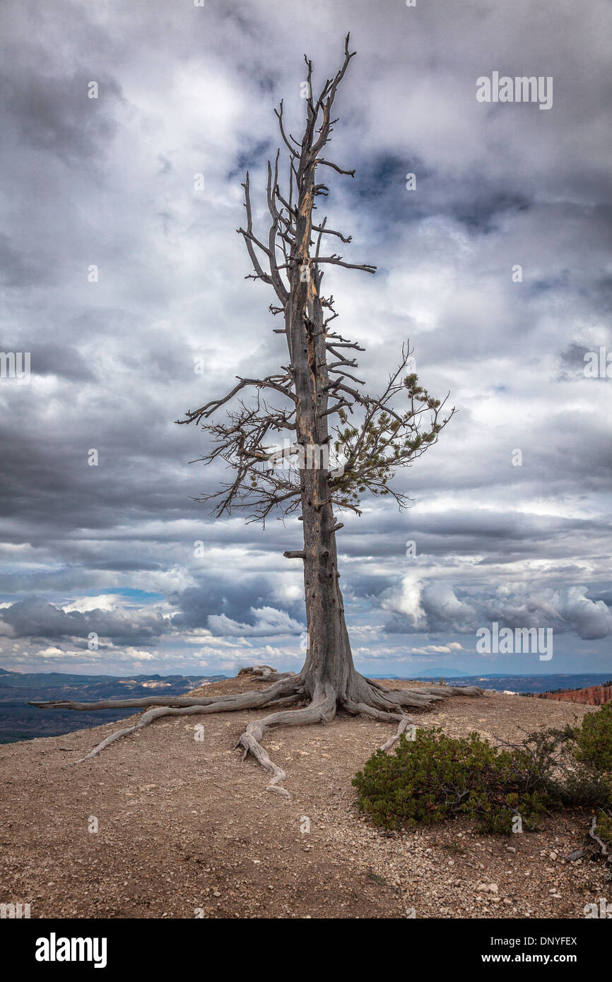 Scorched tree on the edge of the rim in Bryce Canyon,Utah,USA Stock ...