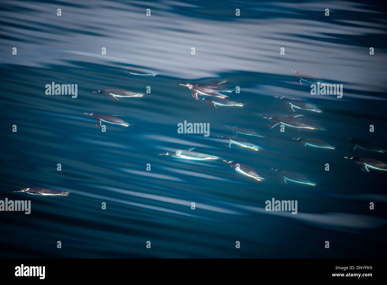 Southern hemisphere penguins hi-res stock photography and images - Alamy