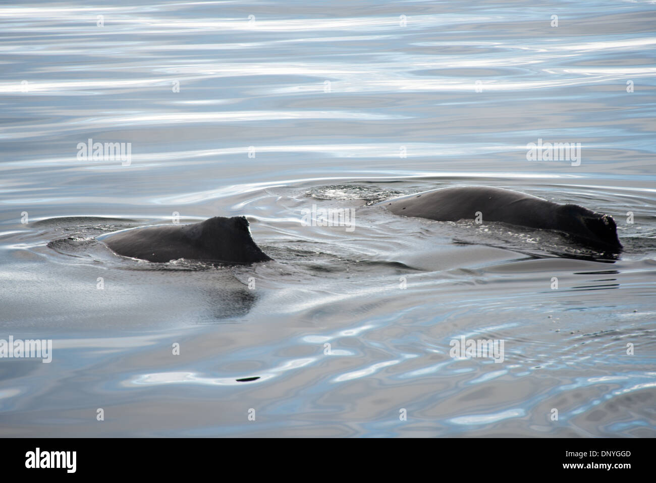 ANTARCTICA - Two humpback whales prepare to dive in Fournier Bay on the ...