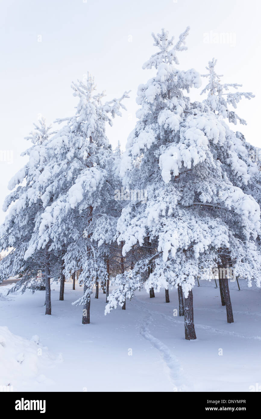 Trees full of snow Stock Photo - Alamy