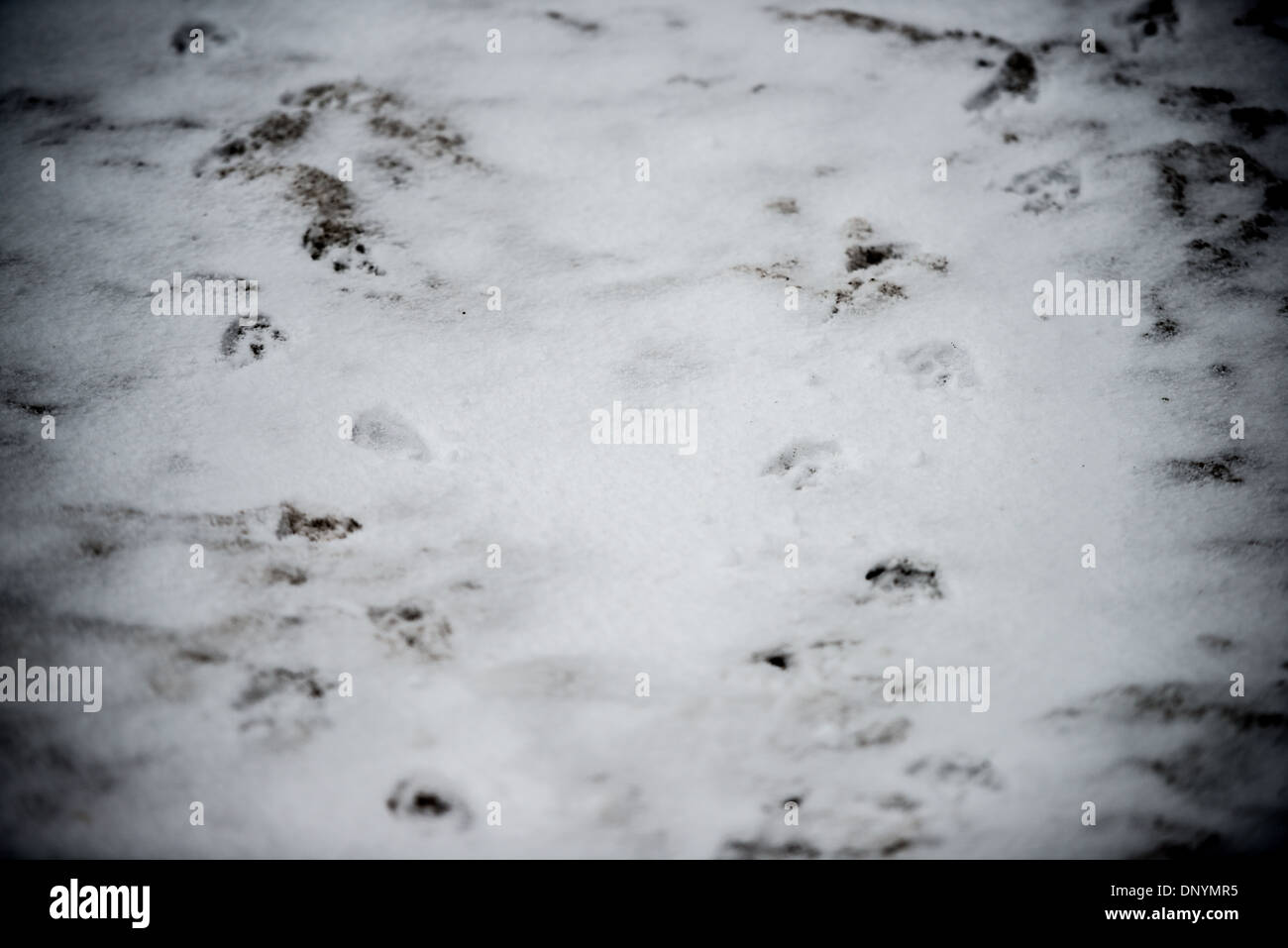 Penguin tracks hi-res stock photography and images - Alamy