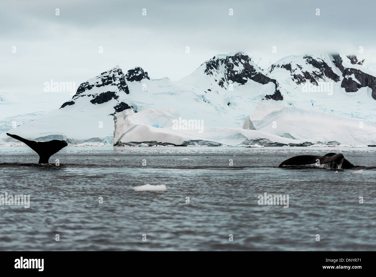 ANTARCTICA - Antarctica Stock Photo - Alamy