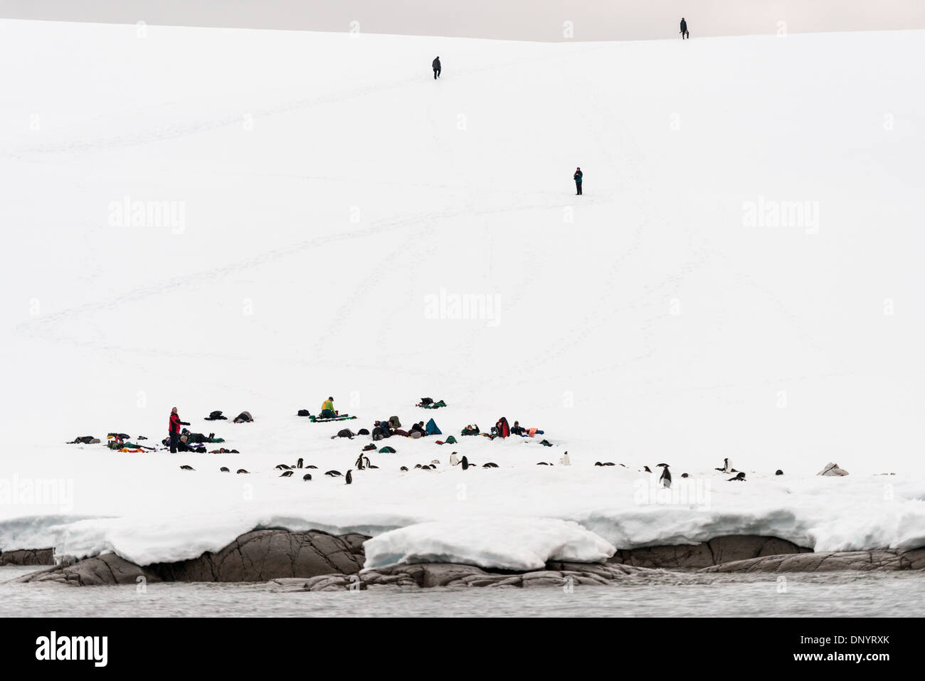 Human wildlife coexistence antarctica hi-res stock photography and ...