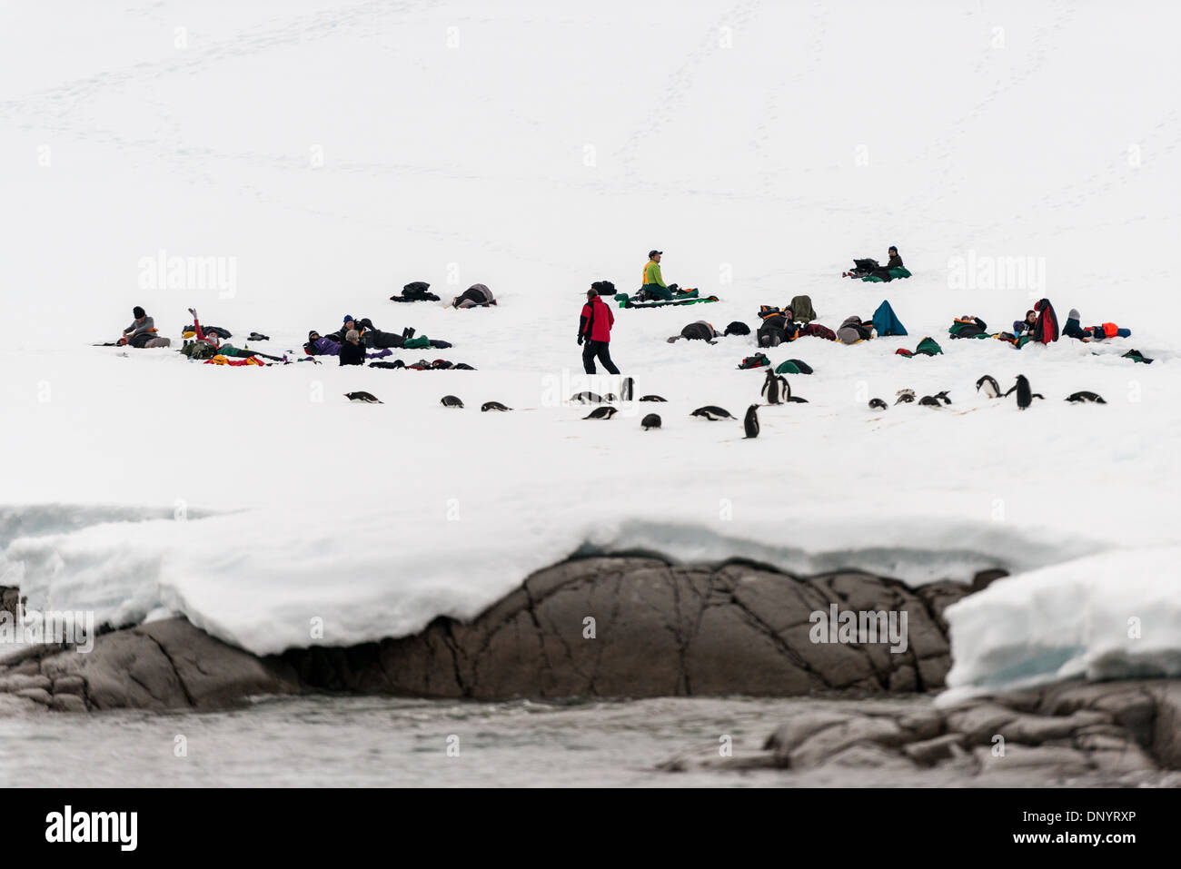 Penguins in the environment hi-res stock photography and images - Alamy