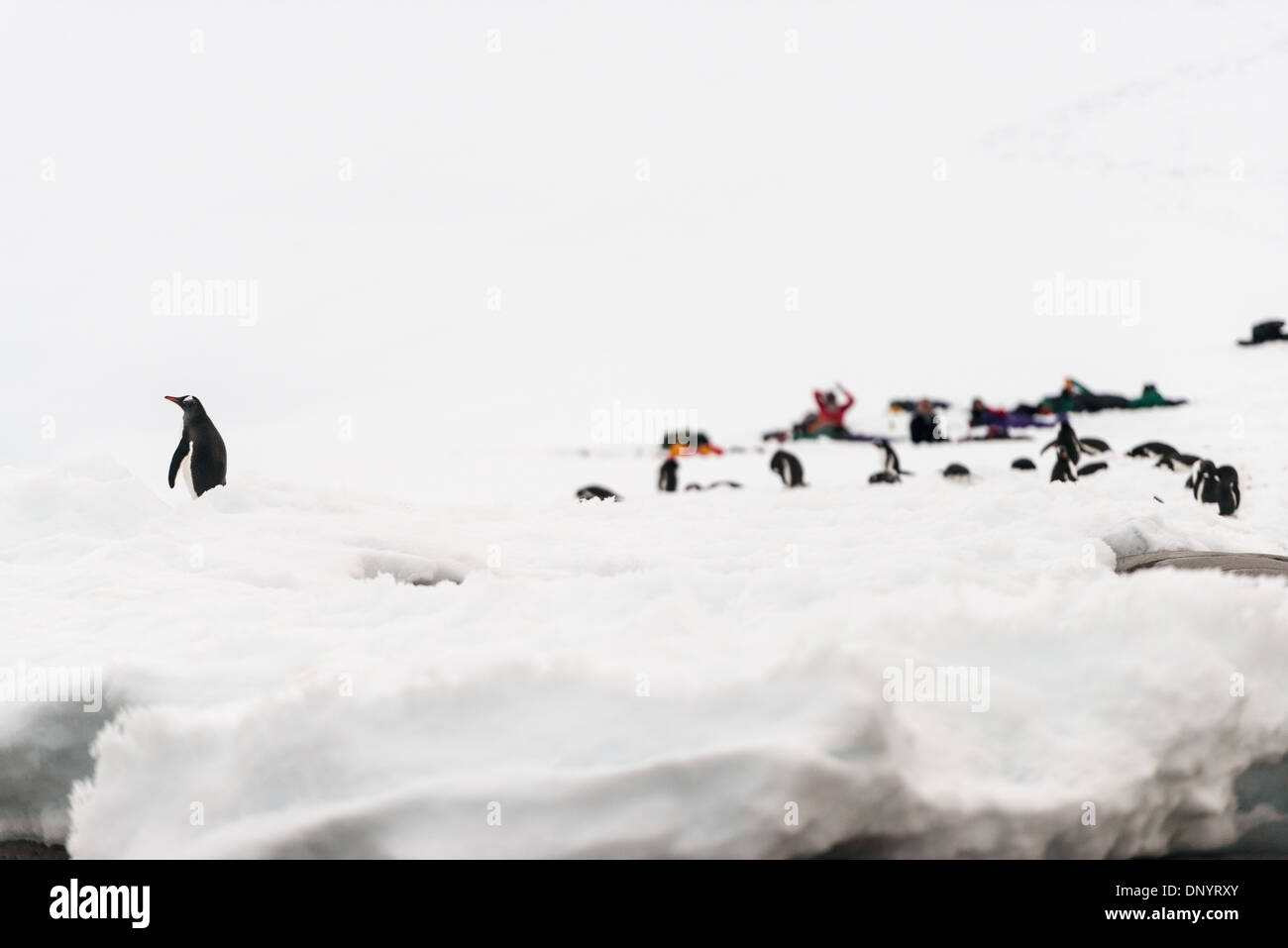 Unique ice photo hi-res stock photography and images - Alamy