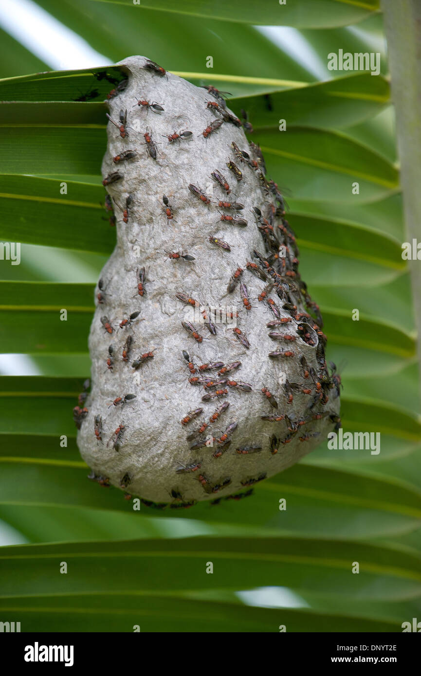 Wasps nest in palm tree, Nortes, Mato Grosso, Brazil Stock Photo - Alamy