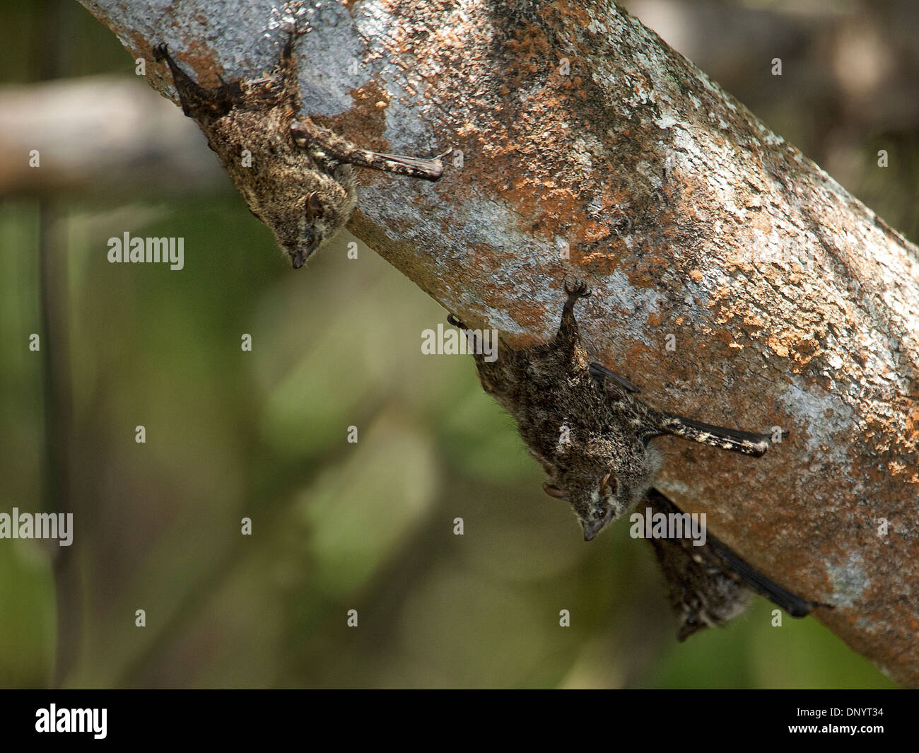 Hairy legged vampire bat hi-res stock photography and images - Alamy