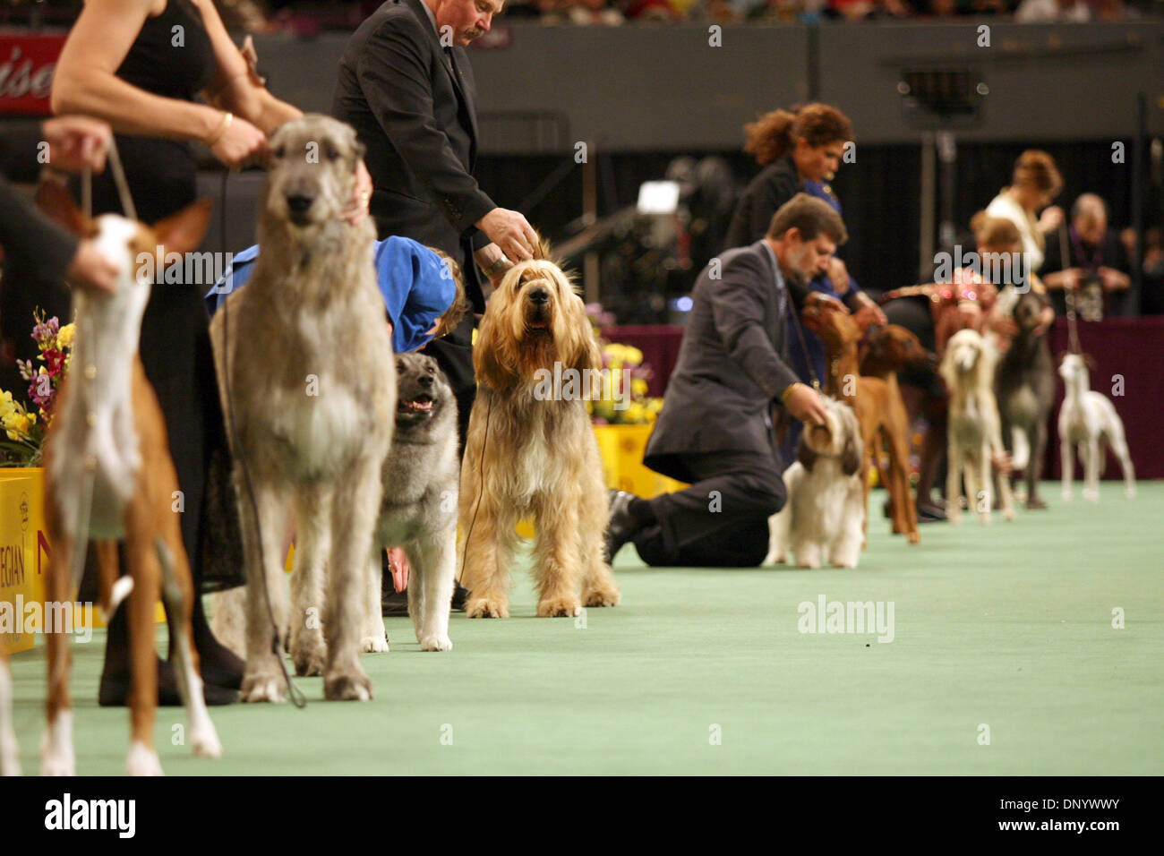 Westminster dog show handlers hi-res stock photography and images - Alamy