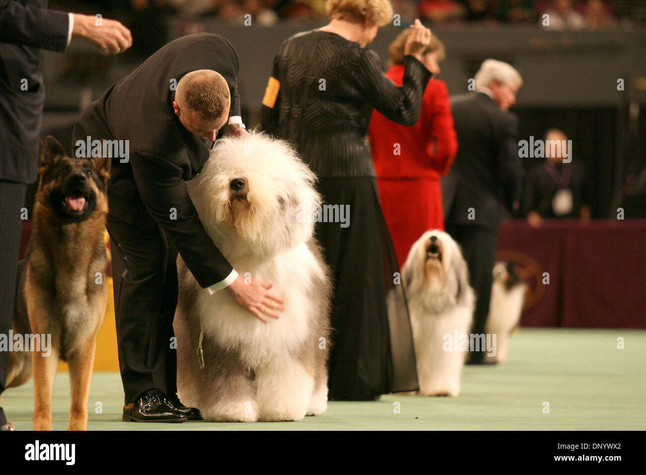 Westminster dog show handlers hi-res stock photography and images - Alamy