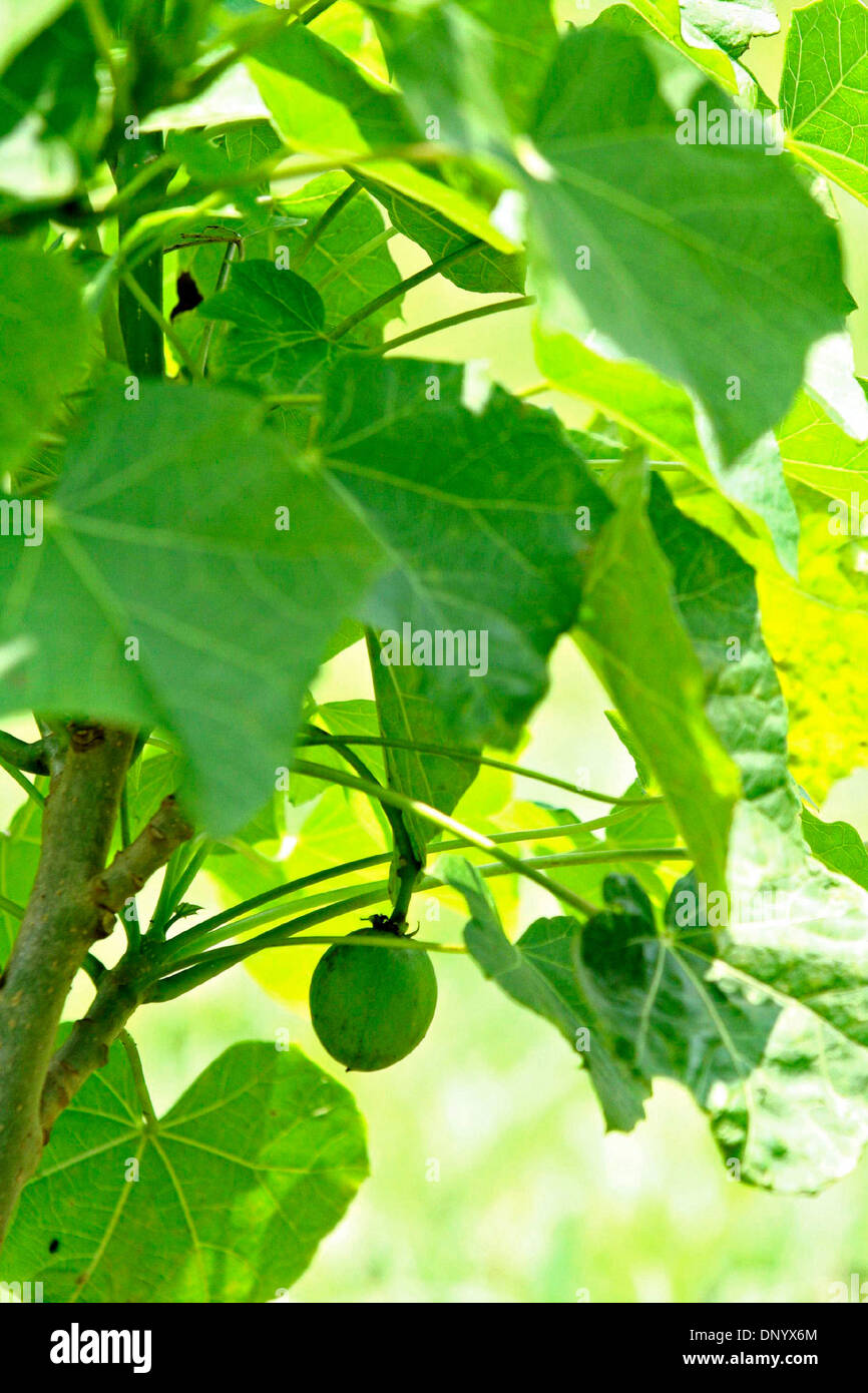 Feb 14, 2006; Jakarta, INDONESIA; A two-month old Jatropha Curcas tree ...