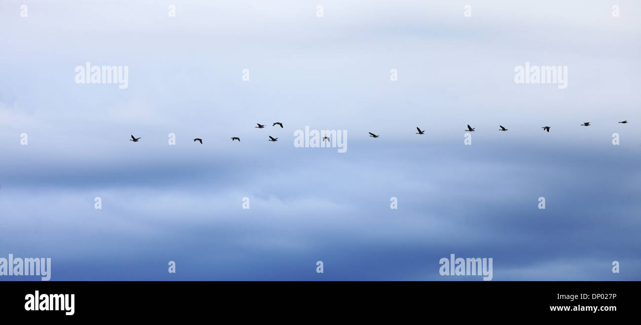 flock of geese flying in formation during migration blue sky Stock ...
