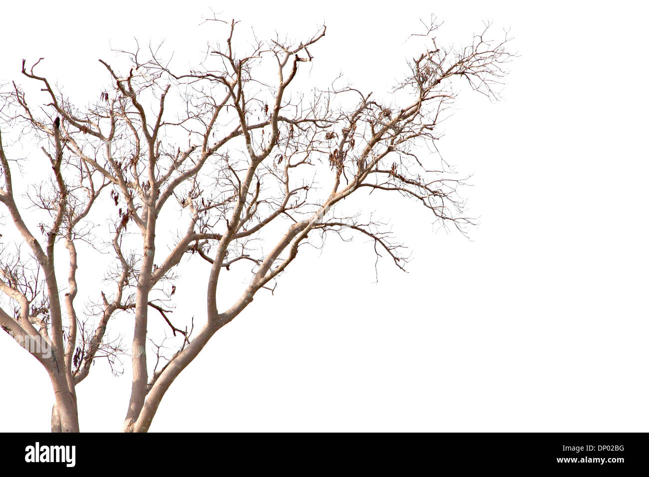 Dead tree on the white background Stock Photo - Alamy