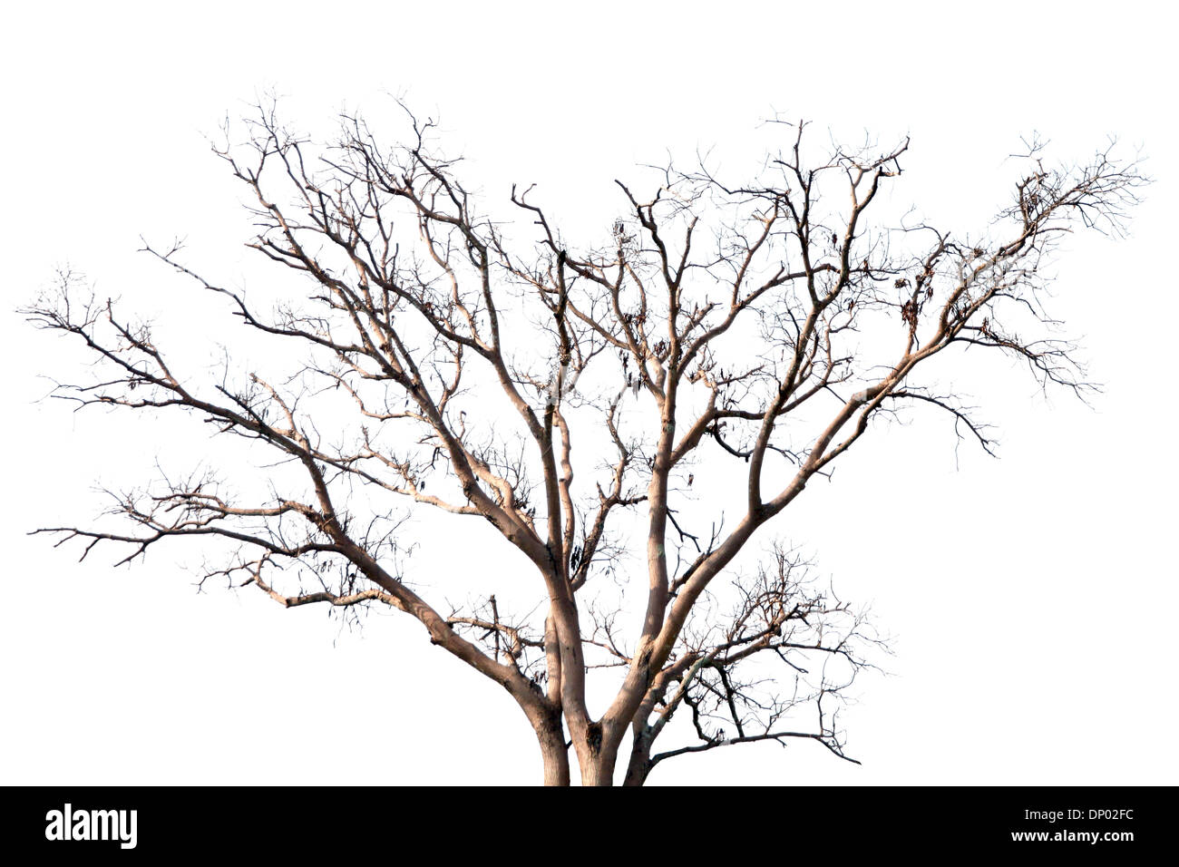 Dead tree hi-res stock photography and images - Alamy