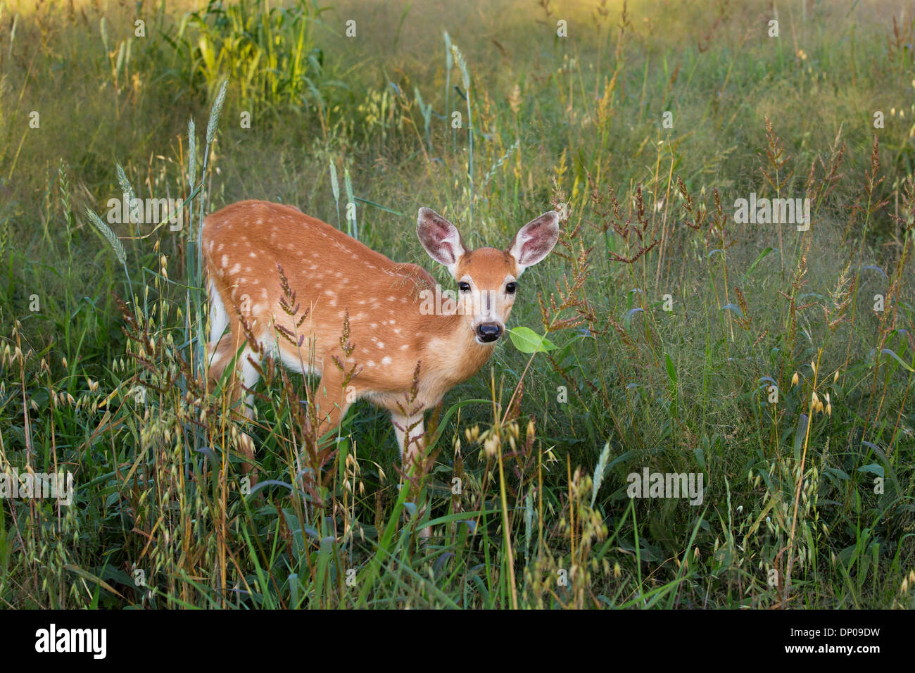 Fawn eating leaves hi-res stock photography and images - Alamy