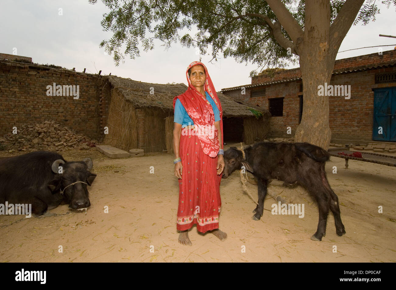 She buffalo hi-res stock photography and images - Alamy