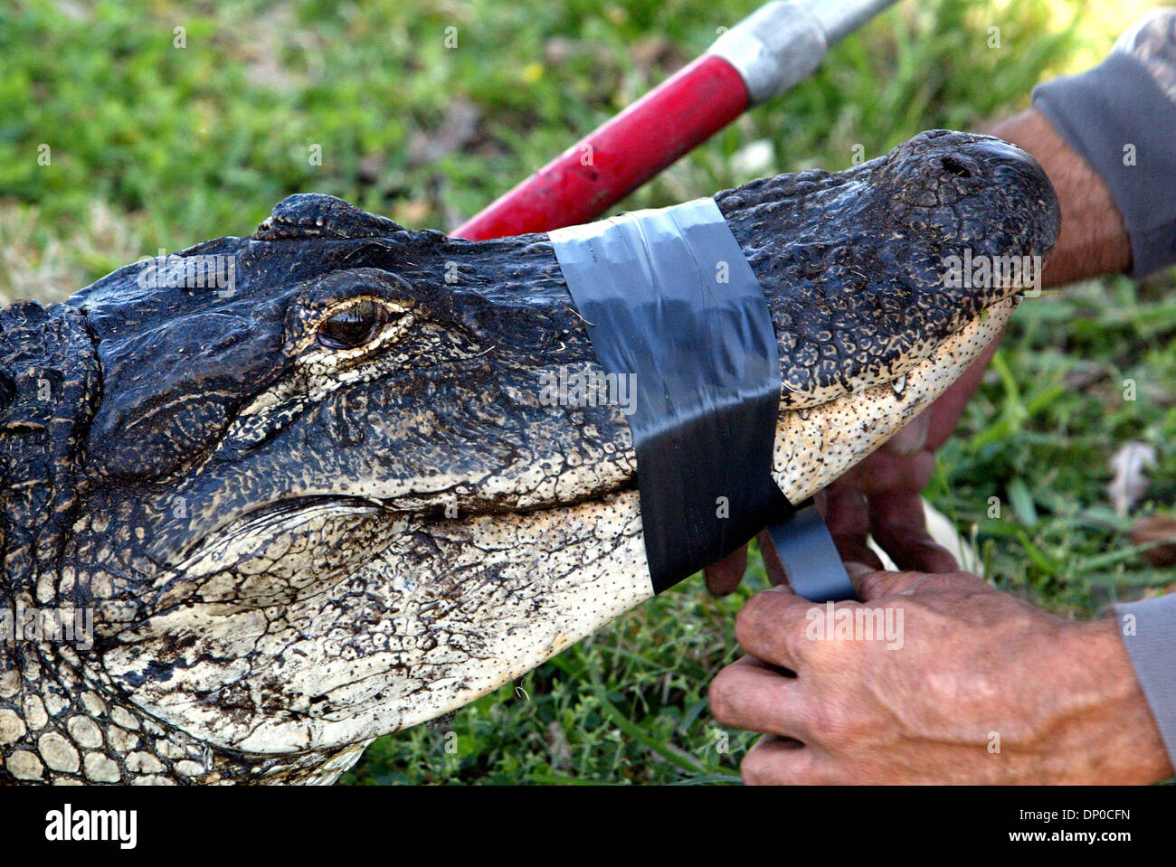 Nuisance alligator trapper hi-res stock photography and images - Alamy