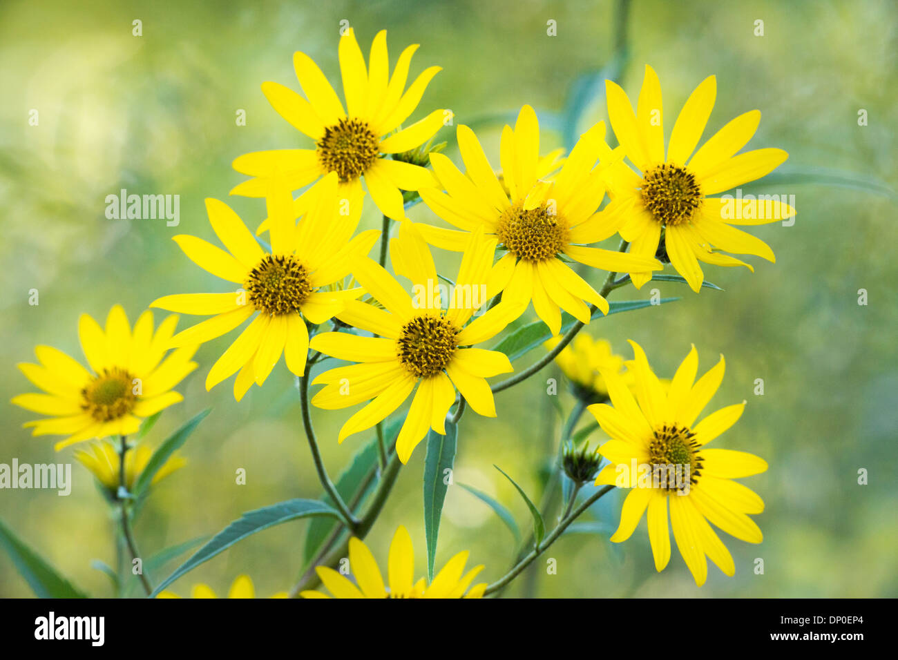 Giant Sunflower/Tall Sunflower Stock Photo - Alamy