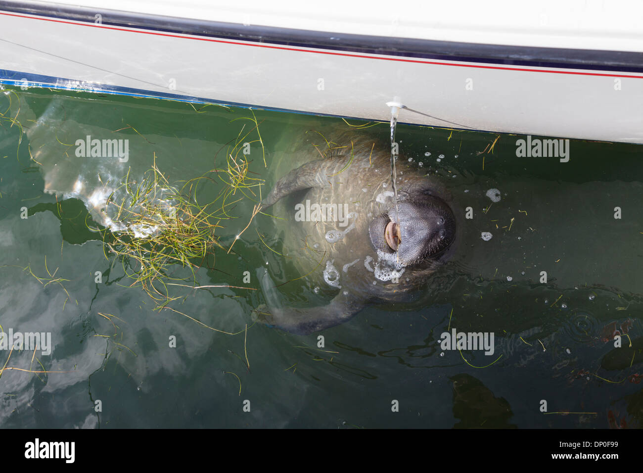 Manatee boat hi-res stock photography and images - Alamy