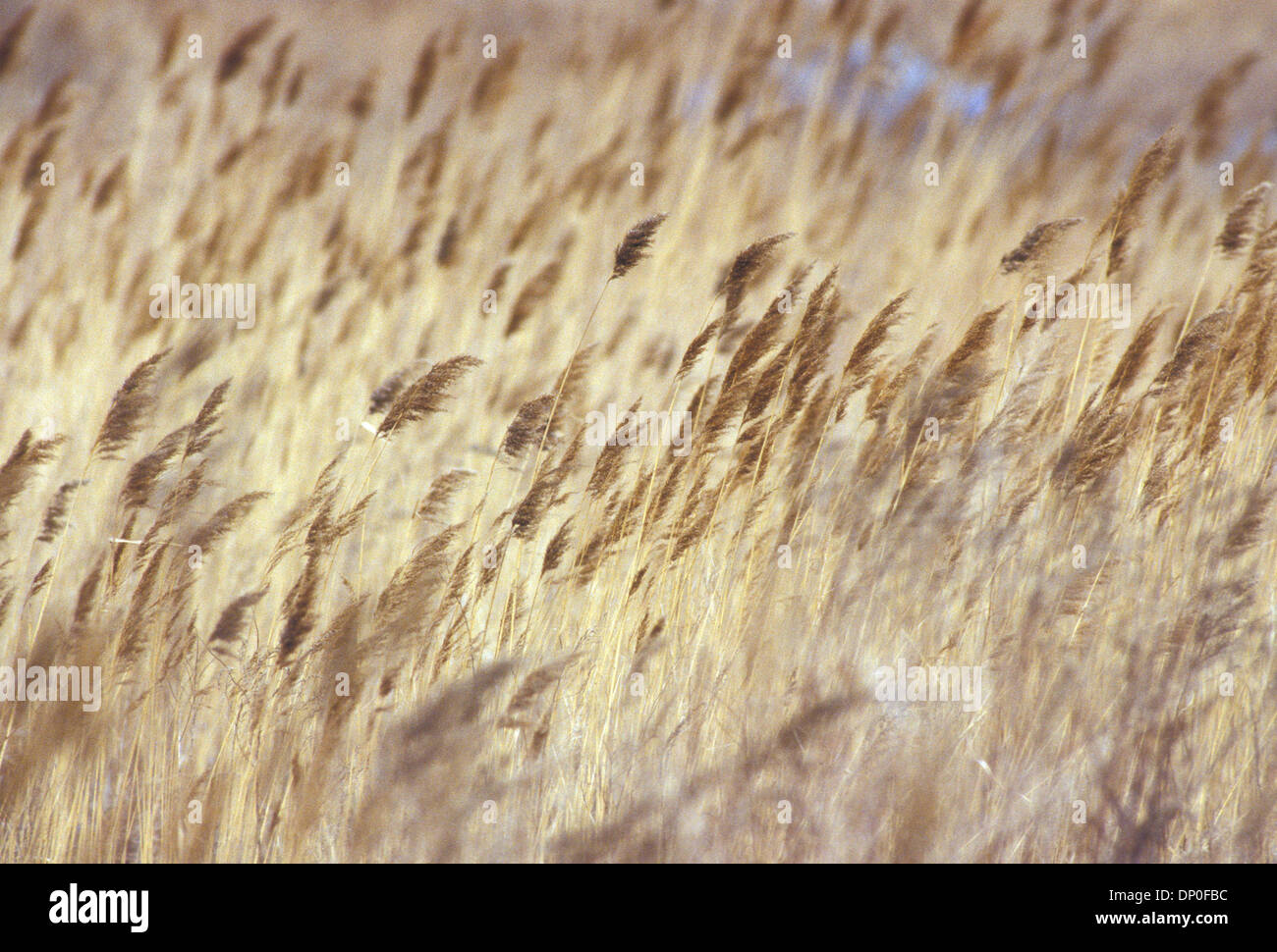 Mar 15, 2006; Los Angeles, CA, USA; File photo, specific date and ...