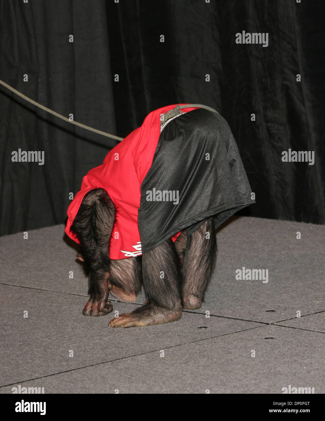 Mar 16, 2006; Las Vegas, NV, USA; Chimpanzees (CODY and SABLE) are from ...