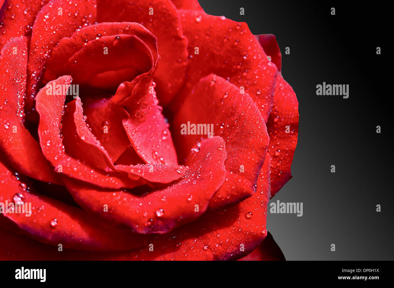elegant red rose with water drop on two tone background Stock Photo - Alamy