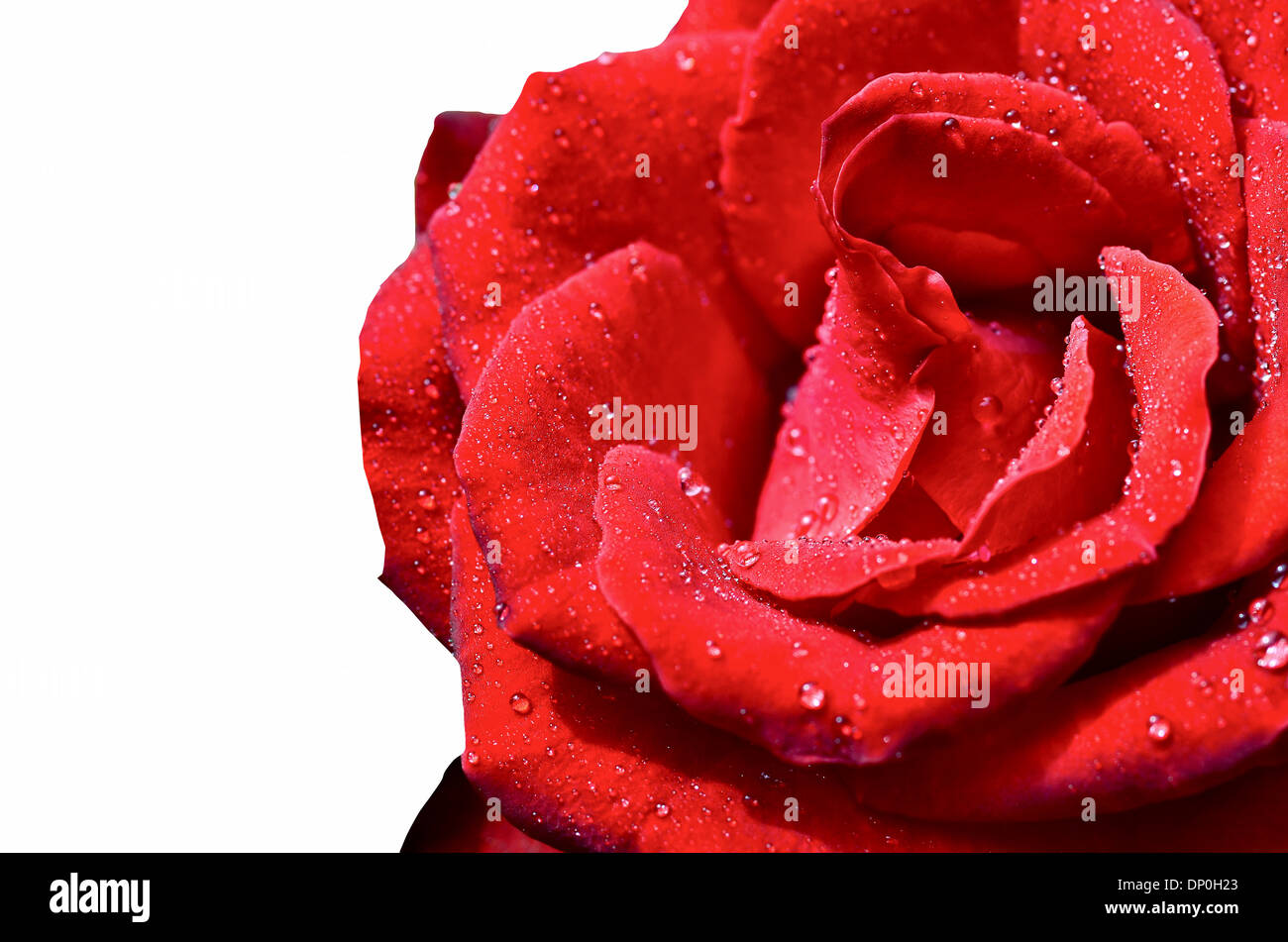 elegant red rose with water drop on white background Stock Photo - Alamy