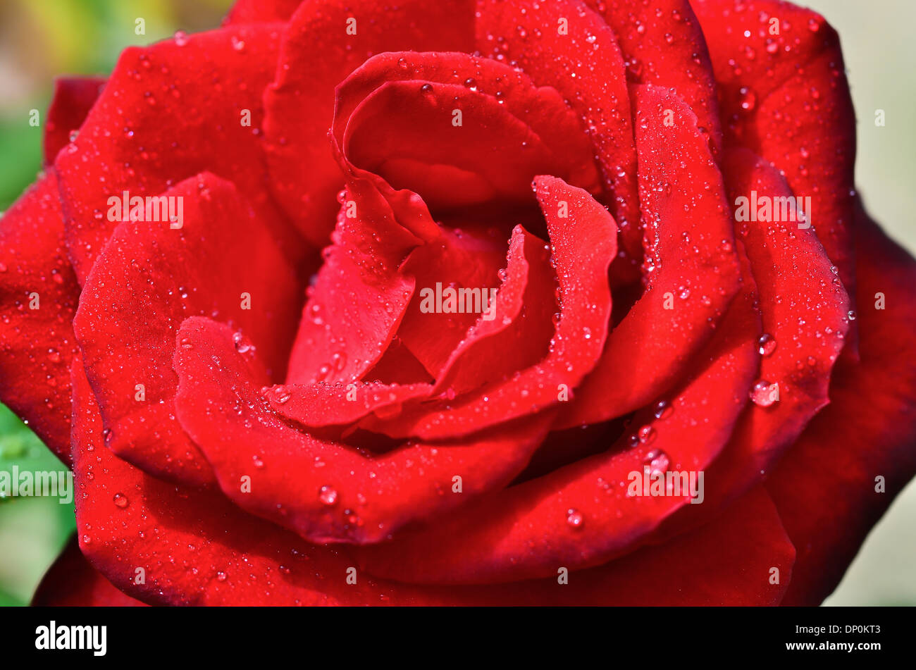 red rose with water drop Stock Photo - Alamy