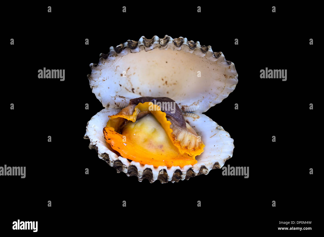 Cockles recipe hi-res stock photography and images - Alamy
