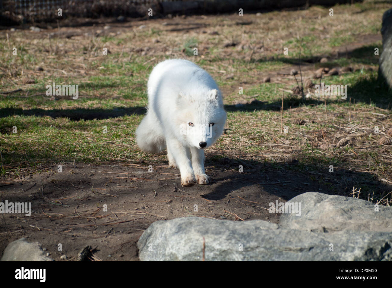 Arctic fox toronto zoo hi-res stock photography and images - Alamy