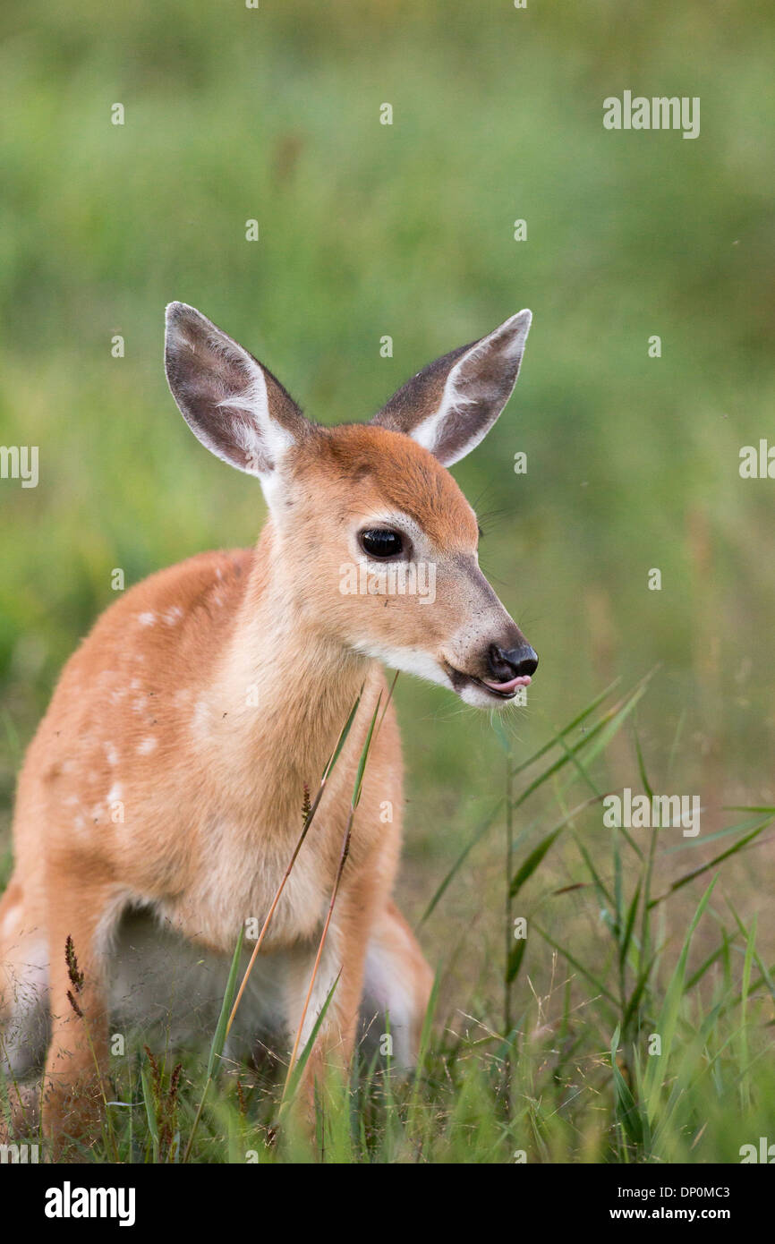 White-tailed fawn squatting to urinate Stock Photo - Alamy